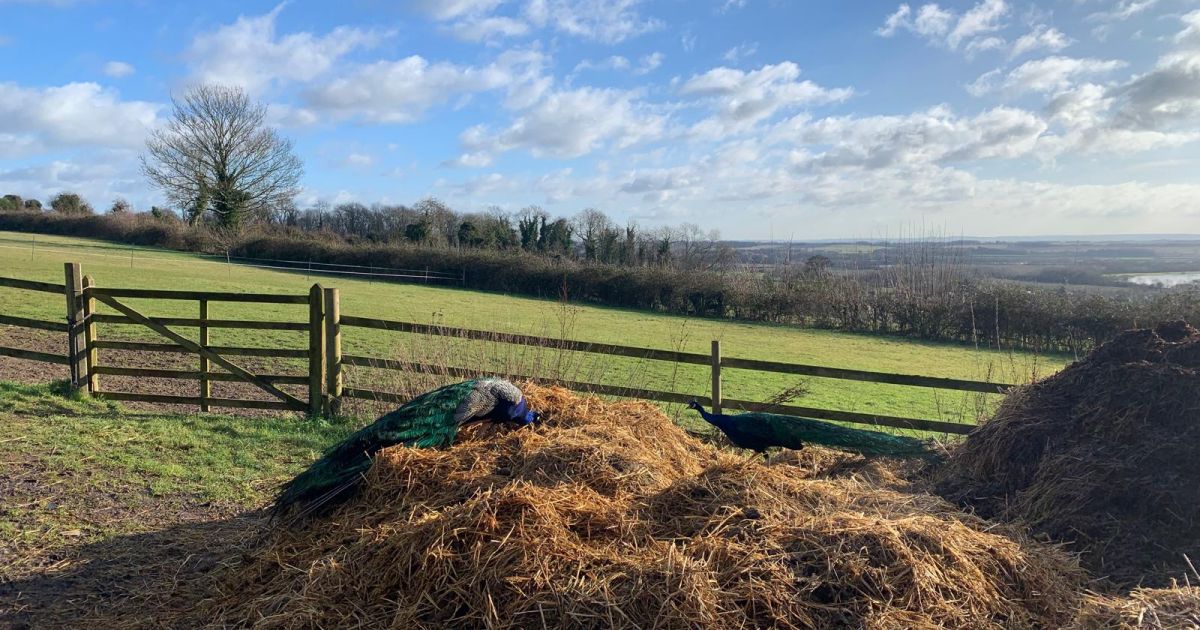 Gunthorpe/Burton Joyce circular - Ramblers